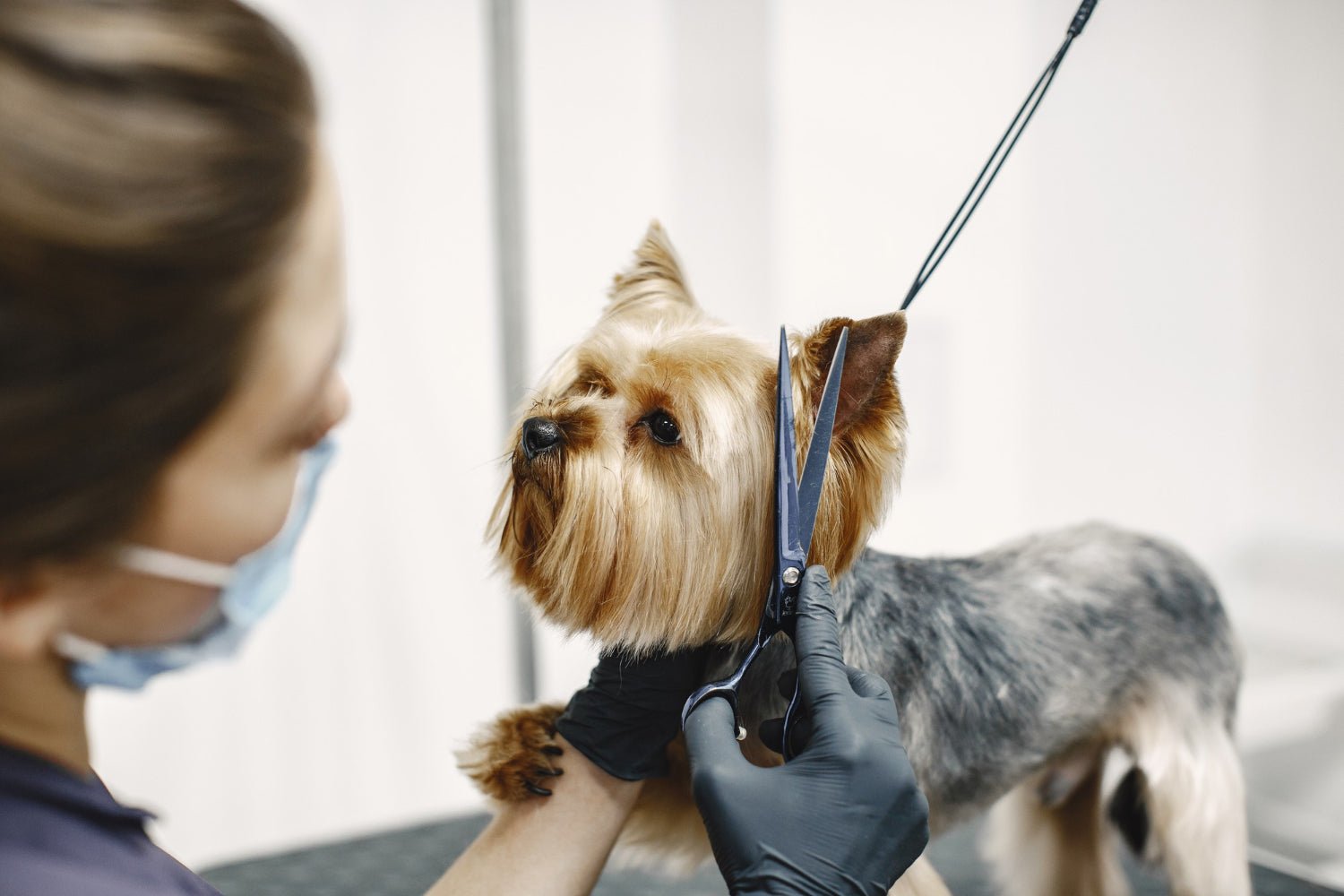 19 Gorgeous Poodle Grooming Styles for Every Size You’ll Love