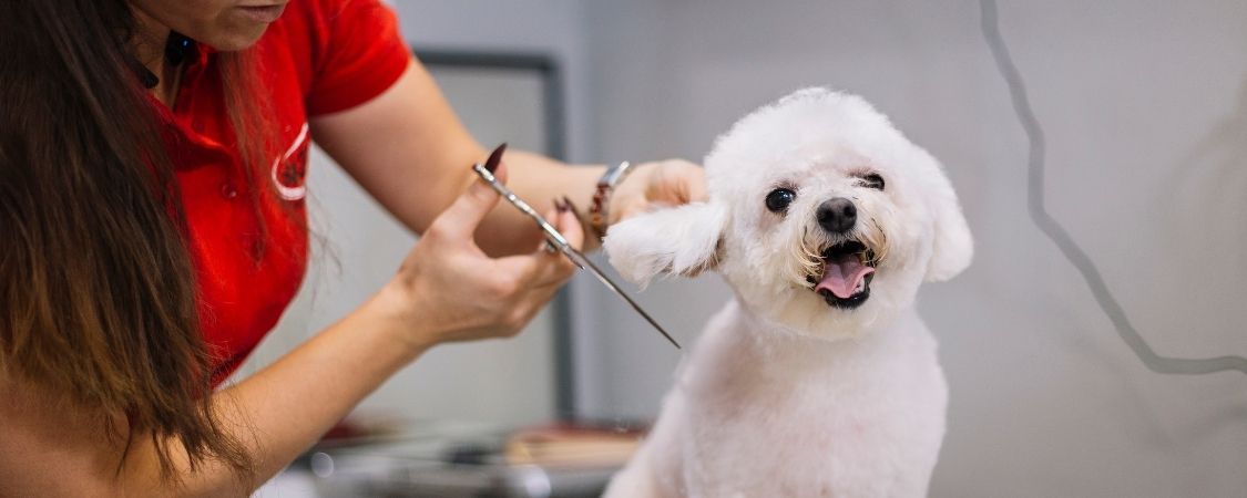 Dog Grooming at Home: Easy Scissor Techniques for Beginners